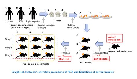 Cells Free Full Text Patient Derived Xenograft Models Of Breast