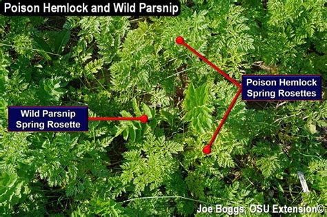 Poison Hemlock And Wild Parsnip Control Them Now Bygl Poison Hemlock And Wild Parsnip Control Them Now Bygl