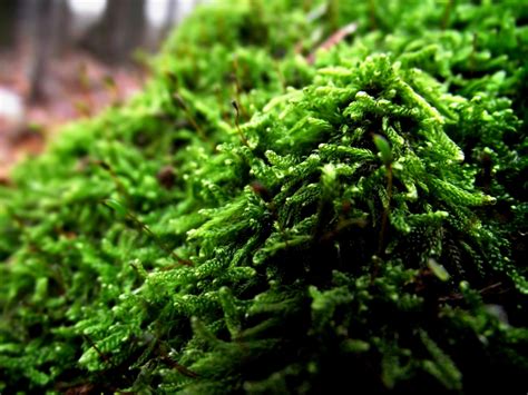 Moss - Kivi Photo - Bank of photos CC0