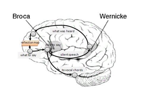 localisation of function in the cerebral cortex — neuroscience — psychstory