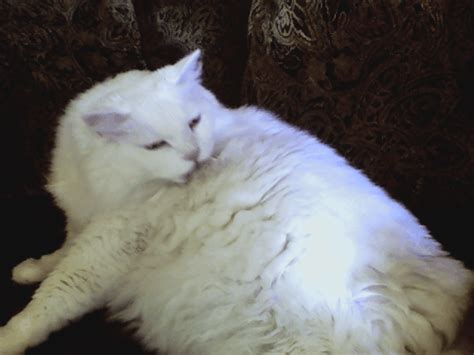 Cat  Cute And Funny Animated S With Cats