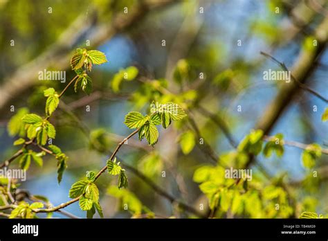 Foliage Leaf Grass Texture In Green Sunny Summer Time Nature