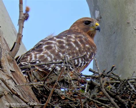 Red Shouldered Hawk East Cascades Bird Alliance