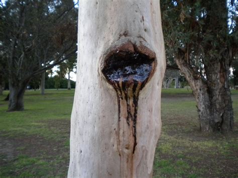 Bleeding Tree Part 4 At Edward Padgett Blog