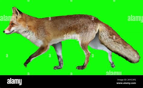 Red Fox Walking Isolated And Cyclic Animation Green Screen Stock