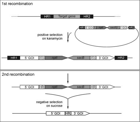 Schematic Depiction Of The Single Step Double Recombination Strategy