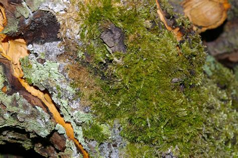 Moss Bark Tree Free Photo On Pixabay Pixabay Moss Bark Tree Free Photo On Pixabay Pixabay