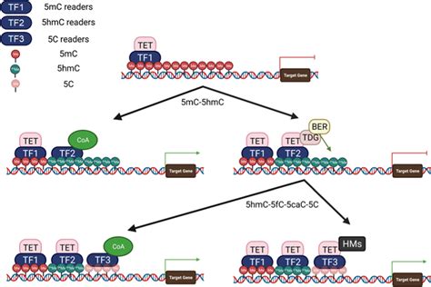 Subgroups Of Tet Interacting Tfs The Tet Interacting Tfs Can Be