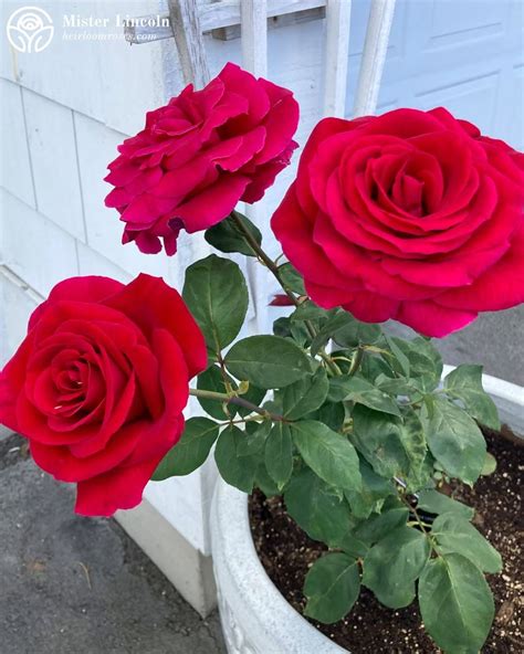 18 Stunning Types Of Rose To Transform Your Garden Into A Fairy Tale