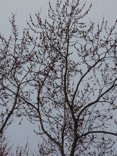 Tree Buds Ecologist S Notebook