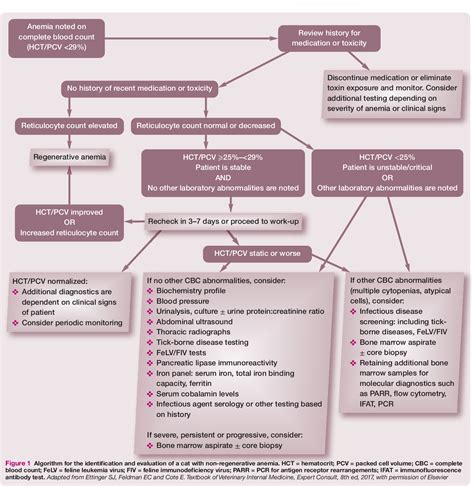 Figure 1 From Feline Non Regenerative Anemia Diagnostic And Treatment