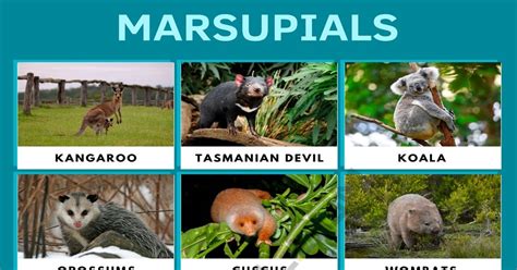 Marsupials List Of Marsupials And Amazing Facts About Them • 7esl