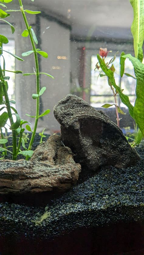 Is The Dust Some Type Of Algae It Isnt Attached And Settles Quickly After Being Disturbed