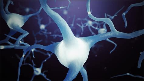 Loop Neuron Cells Connections World 42234931 Stock Video At Vecteezy