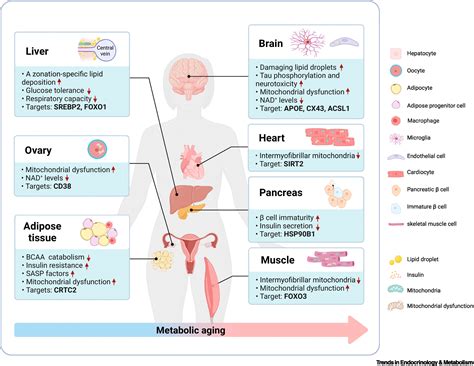 Exploring The Heterogeneous Targets Of Metabolic Aging At Single Cell