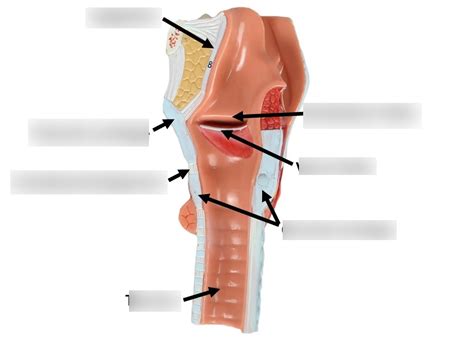 Respiratory 6 Diagram Quizlet