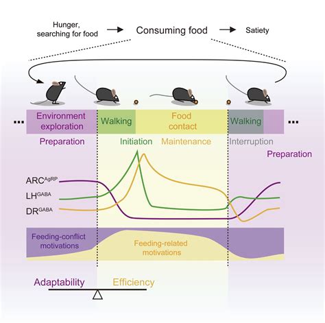 Scientists Uncover Neural Control Of Feeding For First Time Mirage News