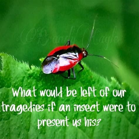 June Bug Quotes At Sebastian Nanson Blog