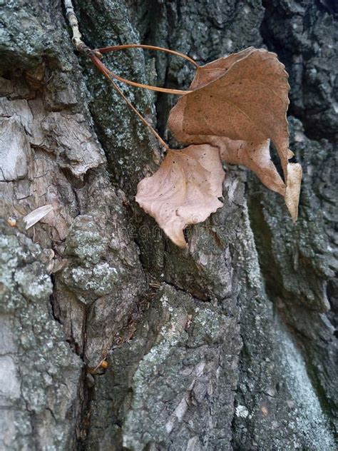 Curves Line Texture Of Wood Tree With Leaf Stock Image Image Of Natural Brown 271212699