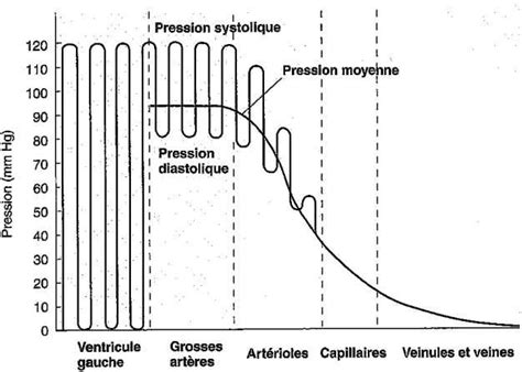 Vascular Contractile Function PhyMedExp