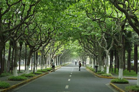 复旦大学校园风景图片 上海复旦大学必去景点 武汉大学校园风景 第5页 大山谷图库