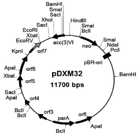 Map Of Plasmid PDXM32 57 The Open Reading Frames Predicted By Sequence Download Scientific