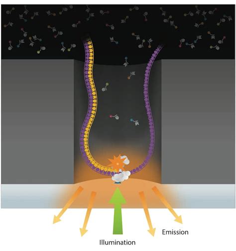 What Is Smrt Sequencing Clinical Lab Products