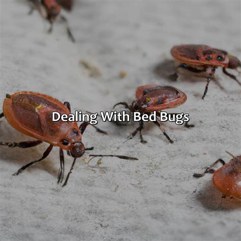 What Color Are Bed Bugs