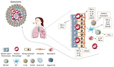 Cytokine Receptors—regulators Of Antimycobacterial Immune Response