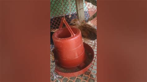 ছোট সদস্যদের কে মা মুরগি থেকে আালাদা করার সময় হয়ে গেছে তাই আলাদা করে দিলাম 🐓😢🐤🐤 Youtube