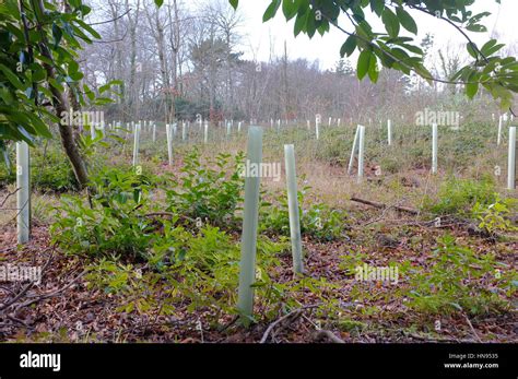 Sapling Protectors Hi Res Stock Photography And Images Alamy