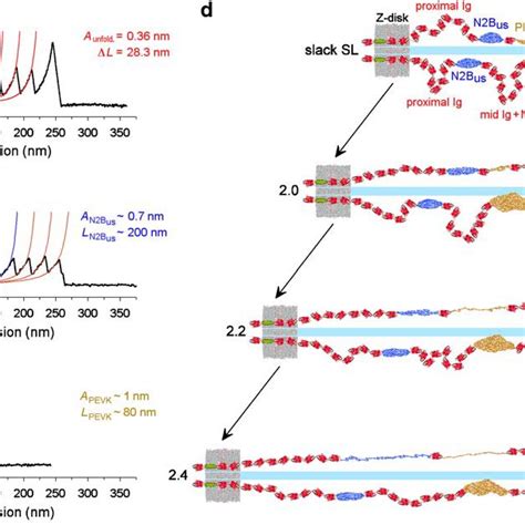 Titin Isoforms In Muscle Sarcomeres And Engineered Titin Constructs