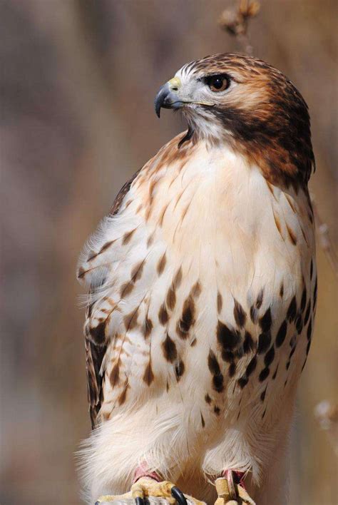 The Red Tail Hawk Times News Online