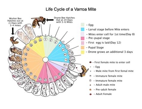 Bird Mites Life Cycle Bird Mites Life Cycle