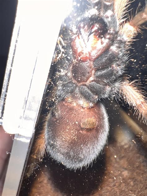 Male Or Female Tarantula Sex R Tarantulas