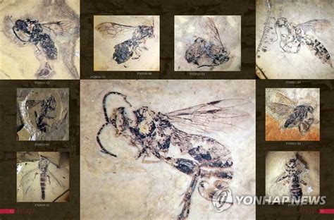 북한 신의주에서 발굴된 중생대 곤충화석 연합뉴스