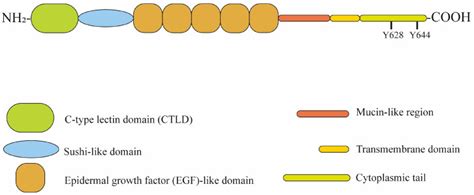 Role Of Cd93 In Health And Disease Pmc