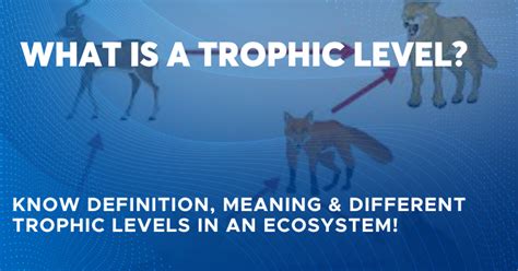 What Is A Trophic Level Check Definition Categories And Diagram