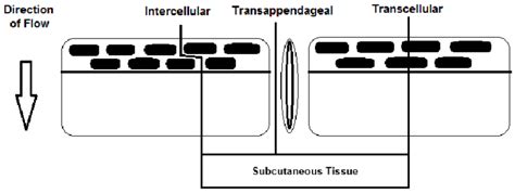 Major Routes Of Diffusion Through The Skin Because Appendages Occupy
