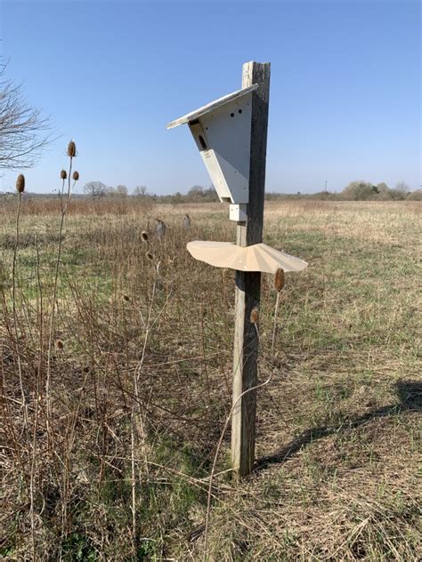 The Basics Of Bird Boxes Upper Thames River Conservation Authority