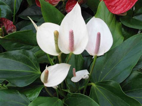 Spathiphyllum floribundum (Snowflower) - World of Flowering Plants
