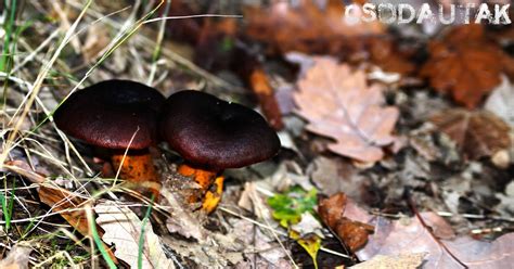 Csodautak Barna Tinóru Xerocomus Badius