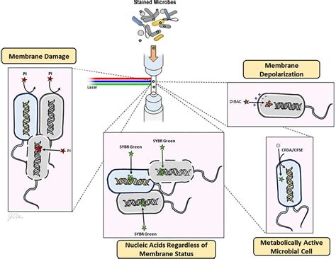 Multiplatform Physiologic And Metabolic Phenotyping Reveals Microbial Toxicity