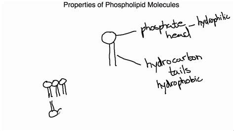 Ib Biology Topic 2 4 2 Phospholipid Properties Youtube