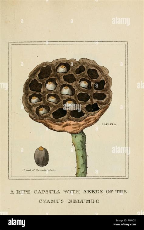 This Foundational Botanical Text Discusses The Science Of Plant Classification Structure And