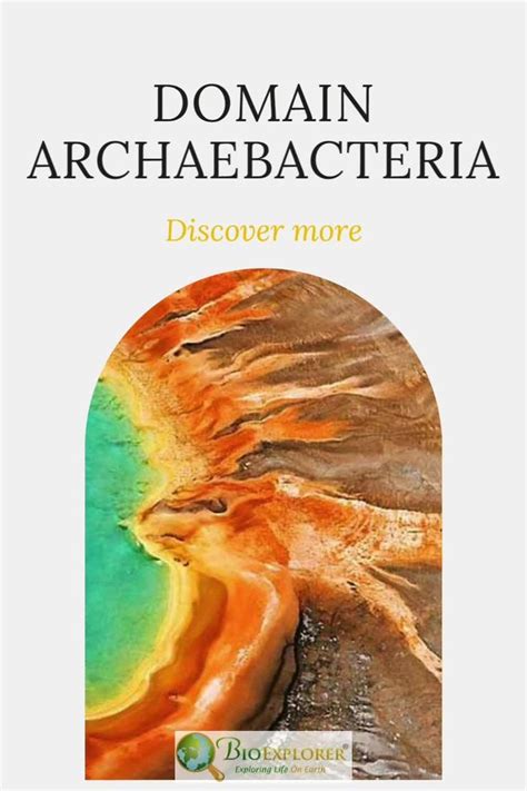 Domain Archaebacteria History Types And Importance Of Archaea By Bioexplorer Earth Biology