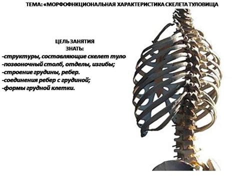 Морфофункциональная характеристика скелета туловища презентация онлайн