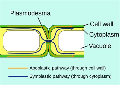 Cell Definition Structure Types Functions Examples Biology Notes Online