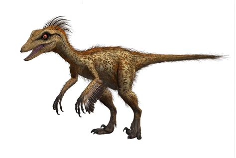 Troodon 3d Model By Astil