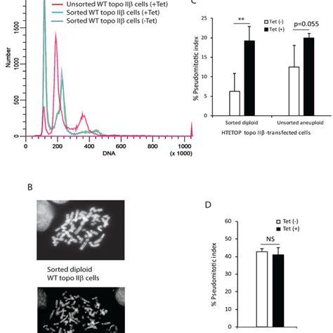 Structural Comparison Of Topo Ii And Topo Ii Proteins A Sequence Download Scientific Diagram